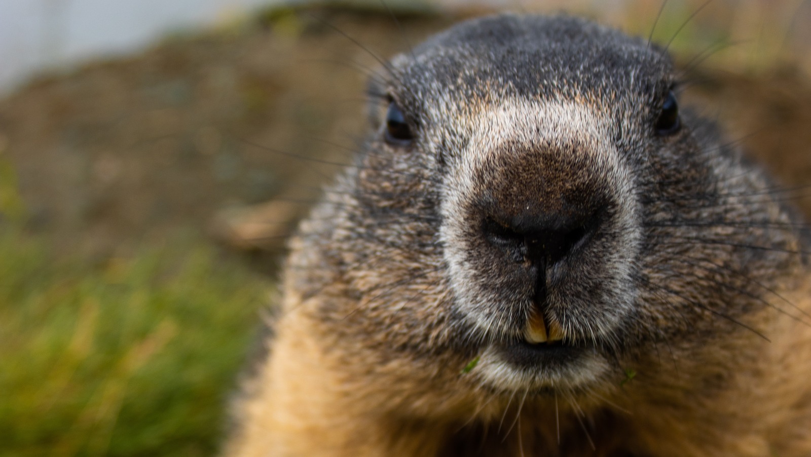 What Is Groundhogging In Dating, And Why Is It Relatable?